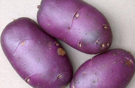 GM potato? I prefer blight-resistant beauties | Real Food Lover